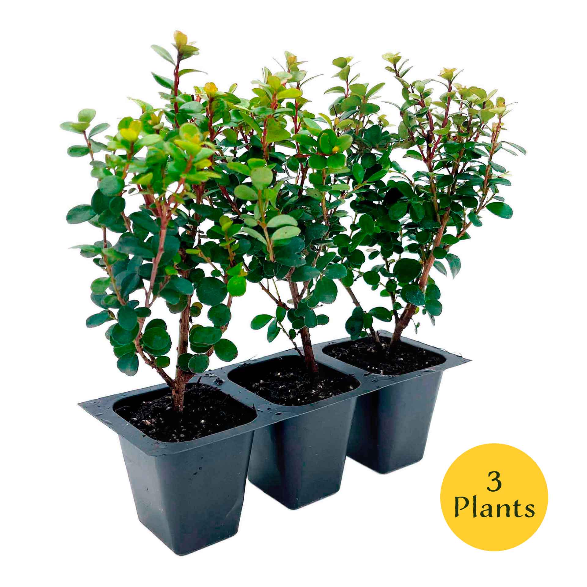 African Boxwood Myrsine (myrsine Africana) Dense Compact Evergreen ...