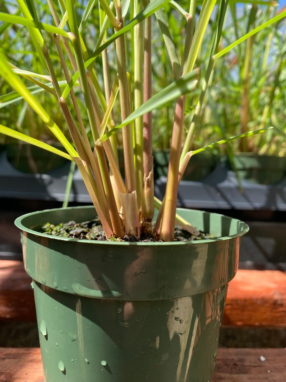 Cymbopogon Nardus