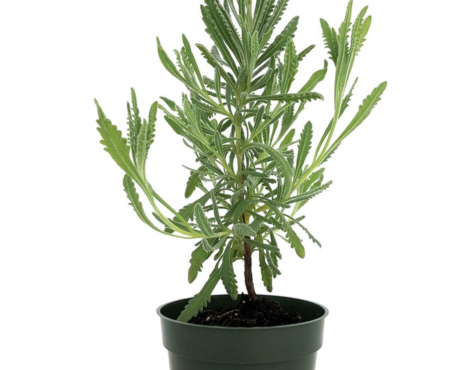 Lavender, Goodwin Creek Grey Lavender, 4 Nursery Pot, Lavandula ...