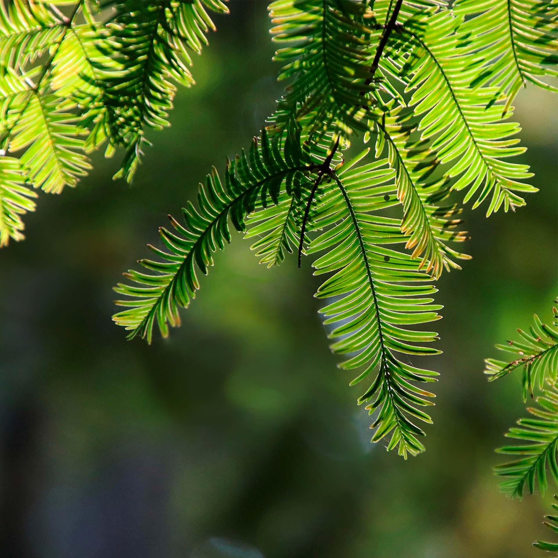 Giant Sequoia Trees in 2.5” Nursery Cubes (sequoia Gigantea ...
