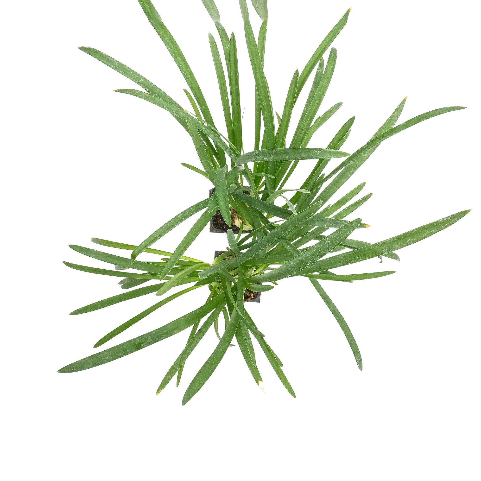 Peter Pan Agapanthus in 3.5” Nursery Cubes (agapanthus ‘peter Pan ...