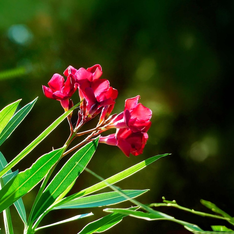 Red Oleander (nerium Oleander 'jannoch') | Evergreen Shrub With Bold ...