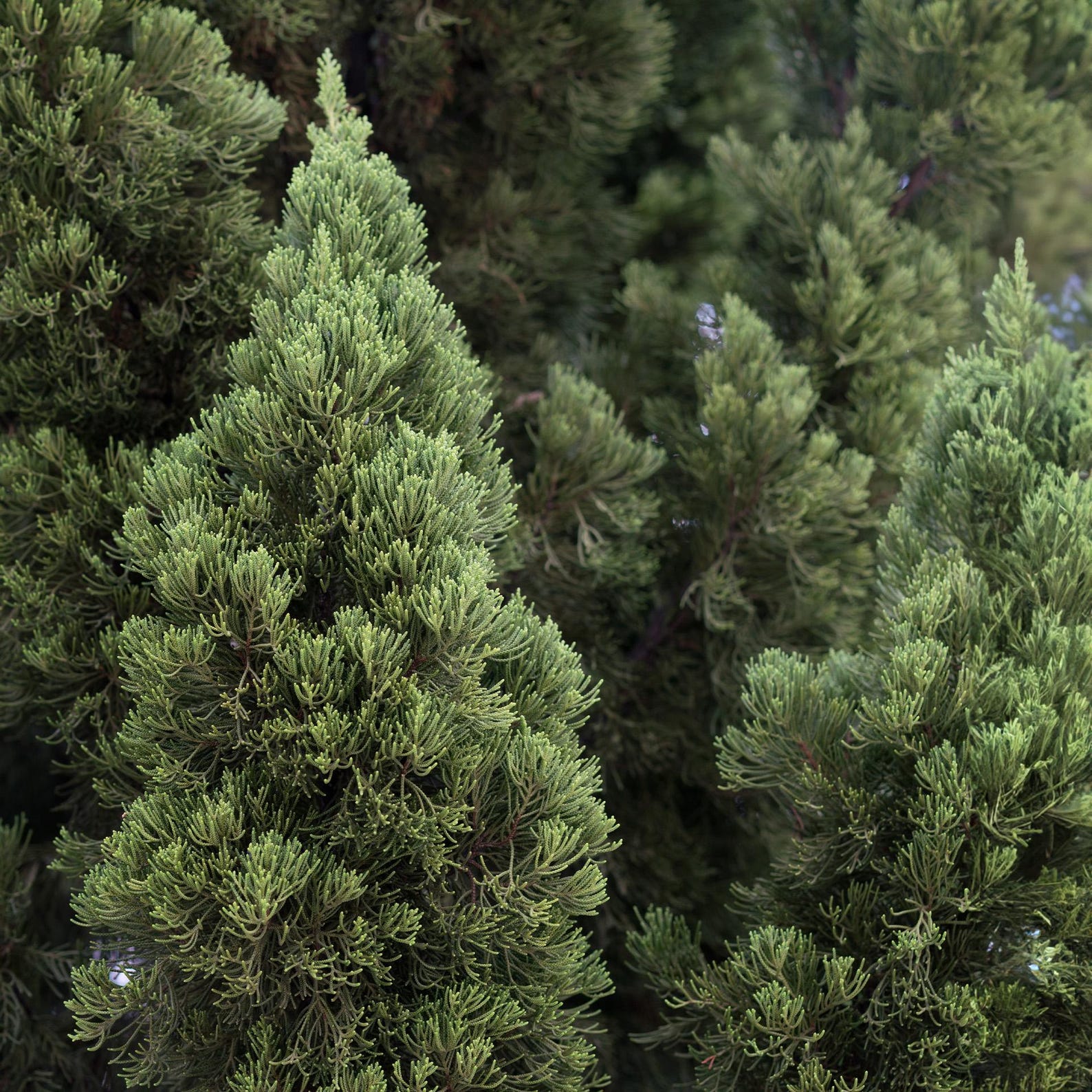 Murray Leyland Cypress Saplings (cupressocyparis Leylandii 'murray ...