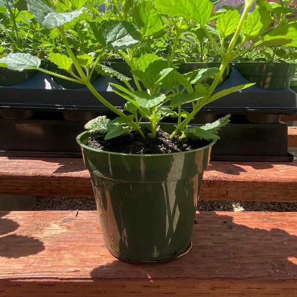 Lemon Balm Live Plant Melissa Officinalis - Etsy