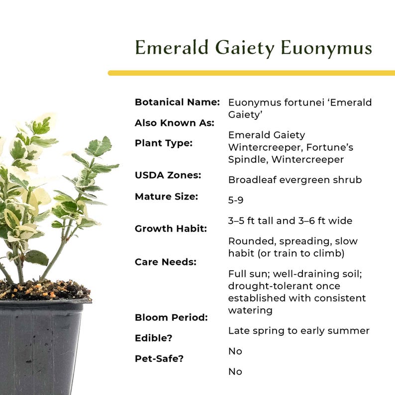 Emerald Gaiety Euonymus (euonymus Fortunei 'emerald Gaiety ...