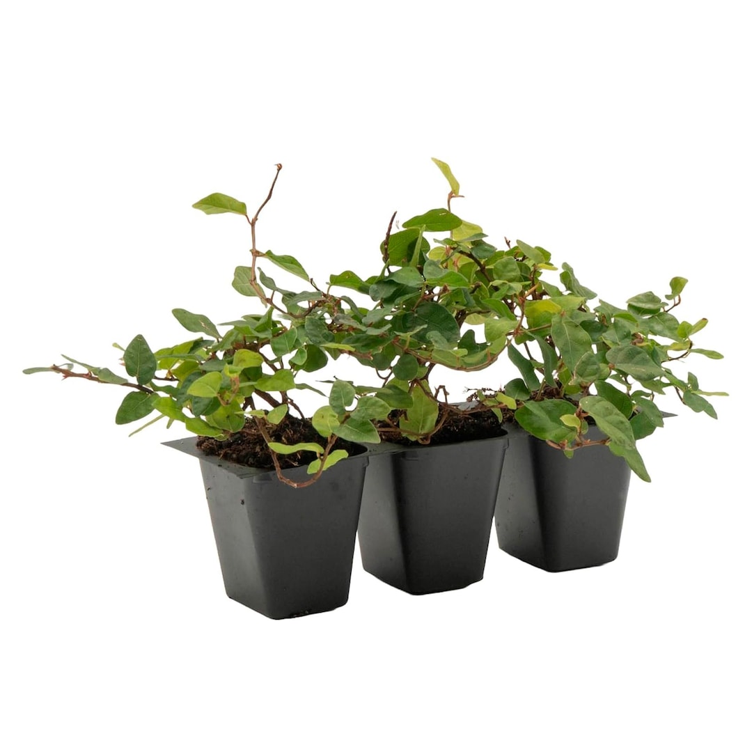 Creeping Fig, Live Plants – Ficus Repens – Fast-growing Climbing Vine ...