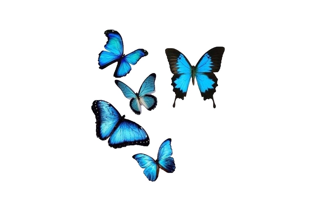 Blue Butterflies-butterfly Overlay-butterfly-butterflies - Etsy