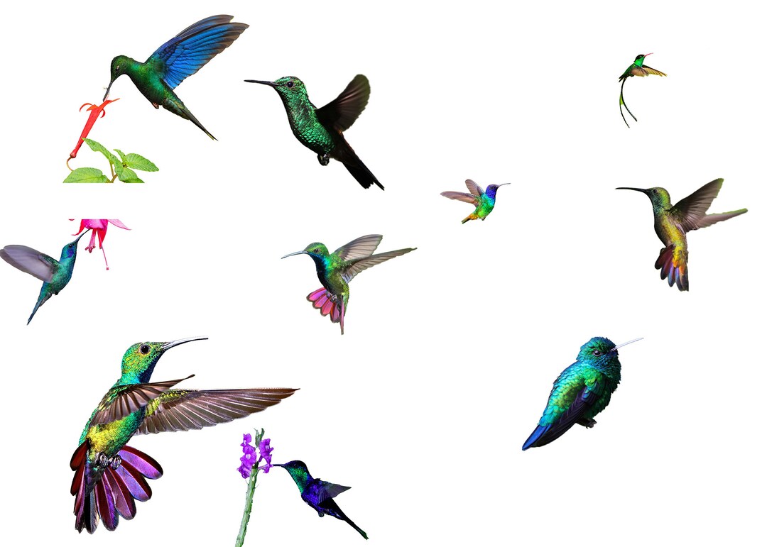 Hummingbirds-birds-hummingbird-hummingbird Overlay-bird Overlay ...