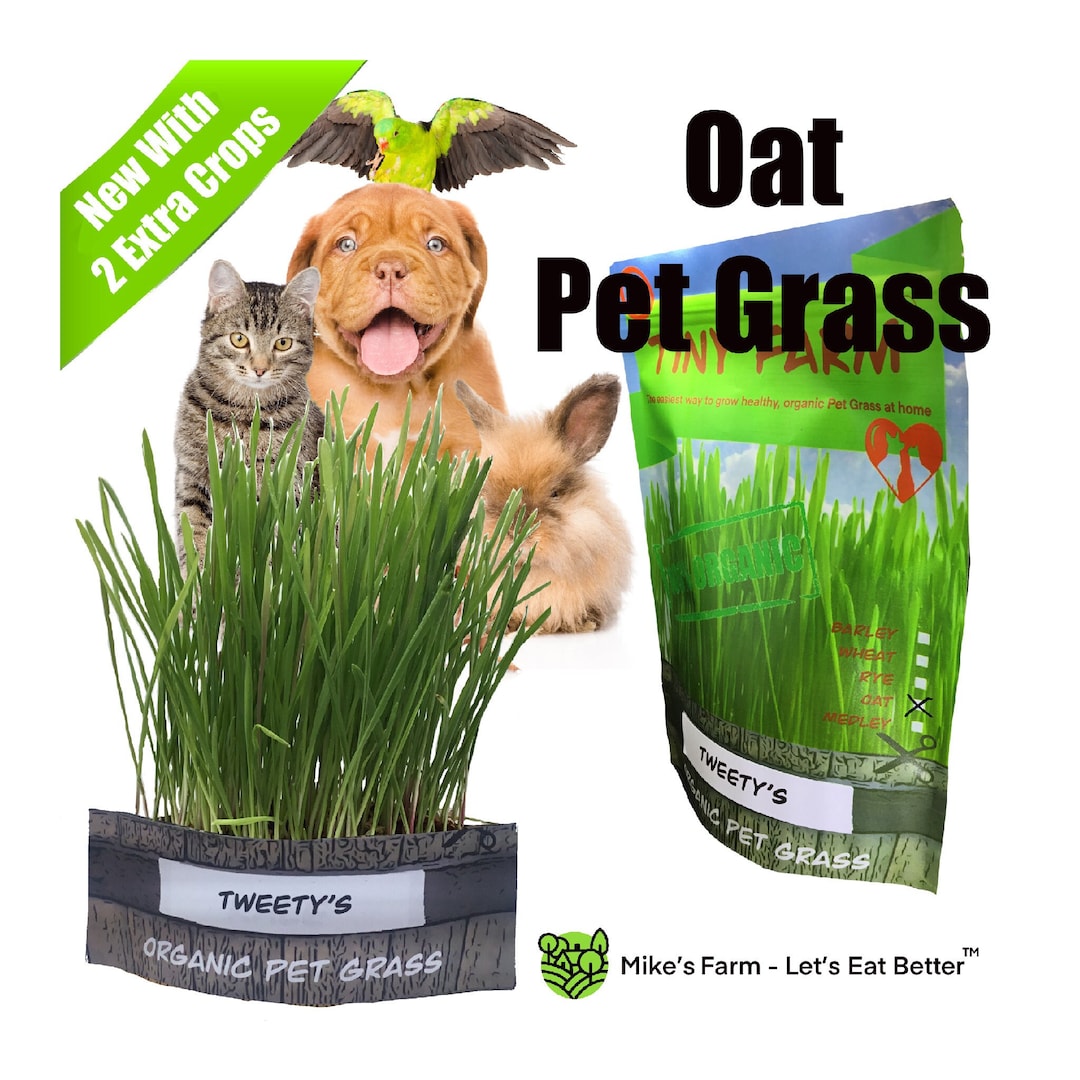 Organic Oat Pet Grass - Grow Your Own Healthy, Organic Pet Grass. Kit ...