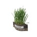 Organic Oat Pet Grass - Grow Your Own Healthy, Organic Pet Grass. Kit ...