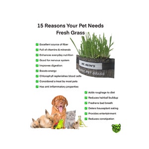 Organic Oat Pet Grass - Grow Your Own Healthy, Organic Pet Grass. Kit ...