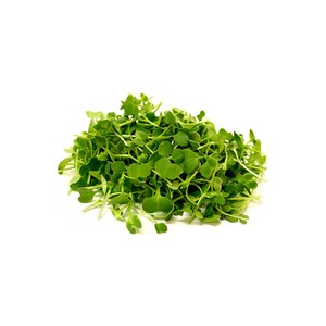 Tatsoi Microgreen Seeds. Non-gmo, Premium Quality Seeds With High ...