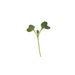 Tatsoi Microgreen Seeds. Non-gmo, Premium Quality Seeds With High ...