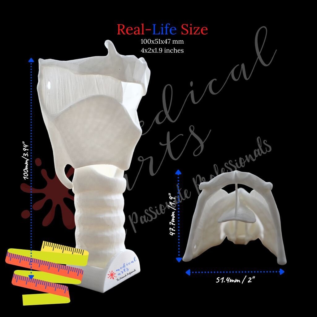 3D Larynx & Trachea Anatomy Windpipe PDF CUSTOMIZABLE BODY - Etsy
