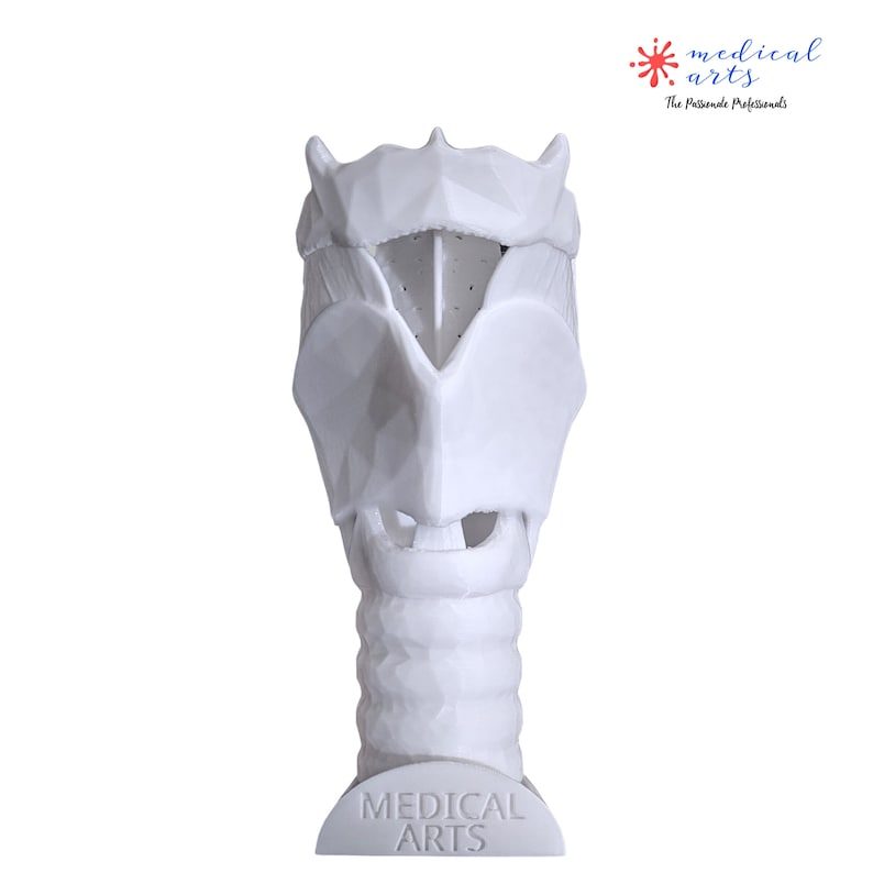 3D Larynx & Trachea Anatomy Windpipe PDF CUSTOMIZABLE BODY - Etsy