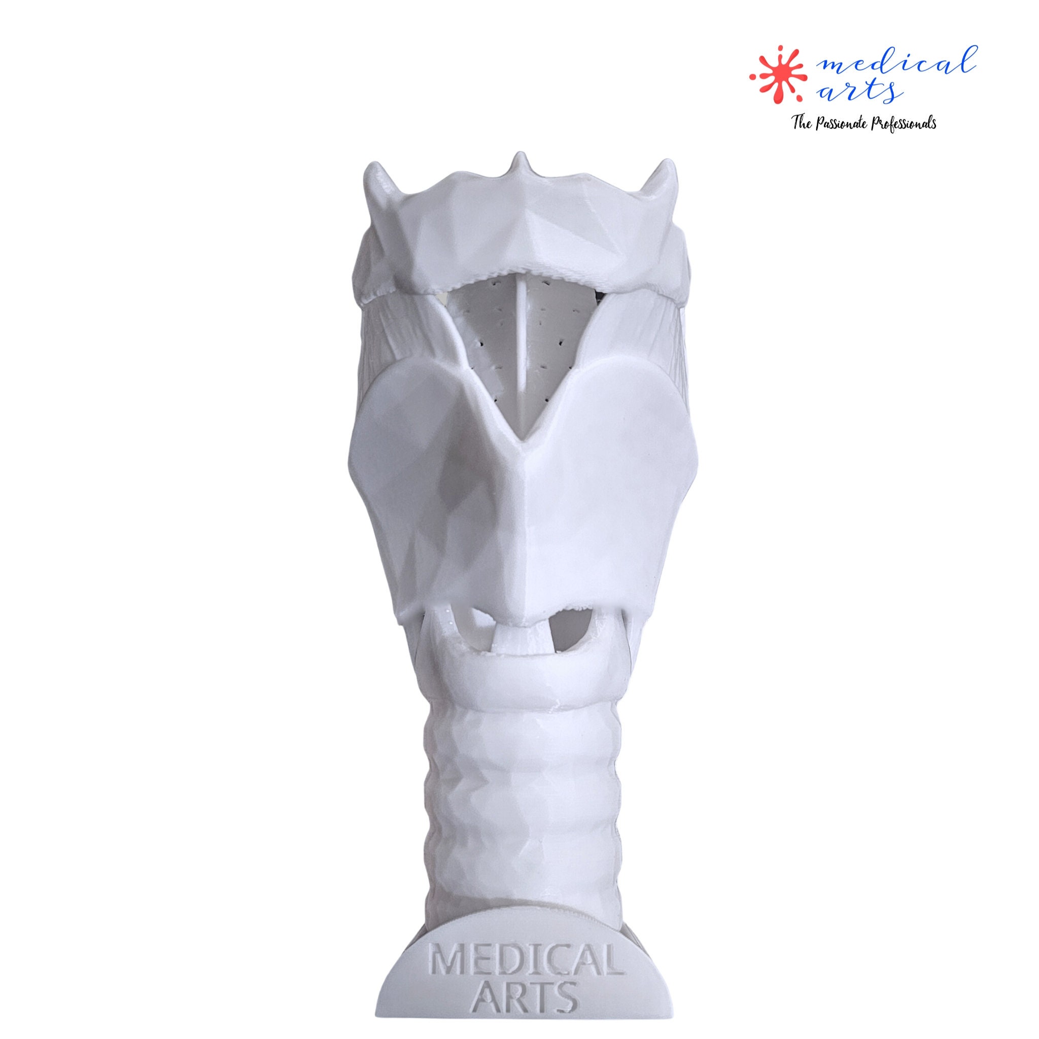 3D Larynx & Trachea Anatomy Windpipe PDF CUSTOMIZABLE BODY - Etsy