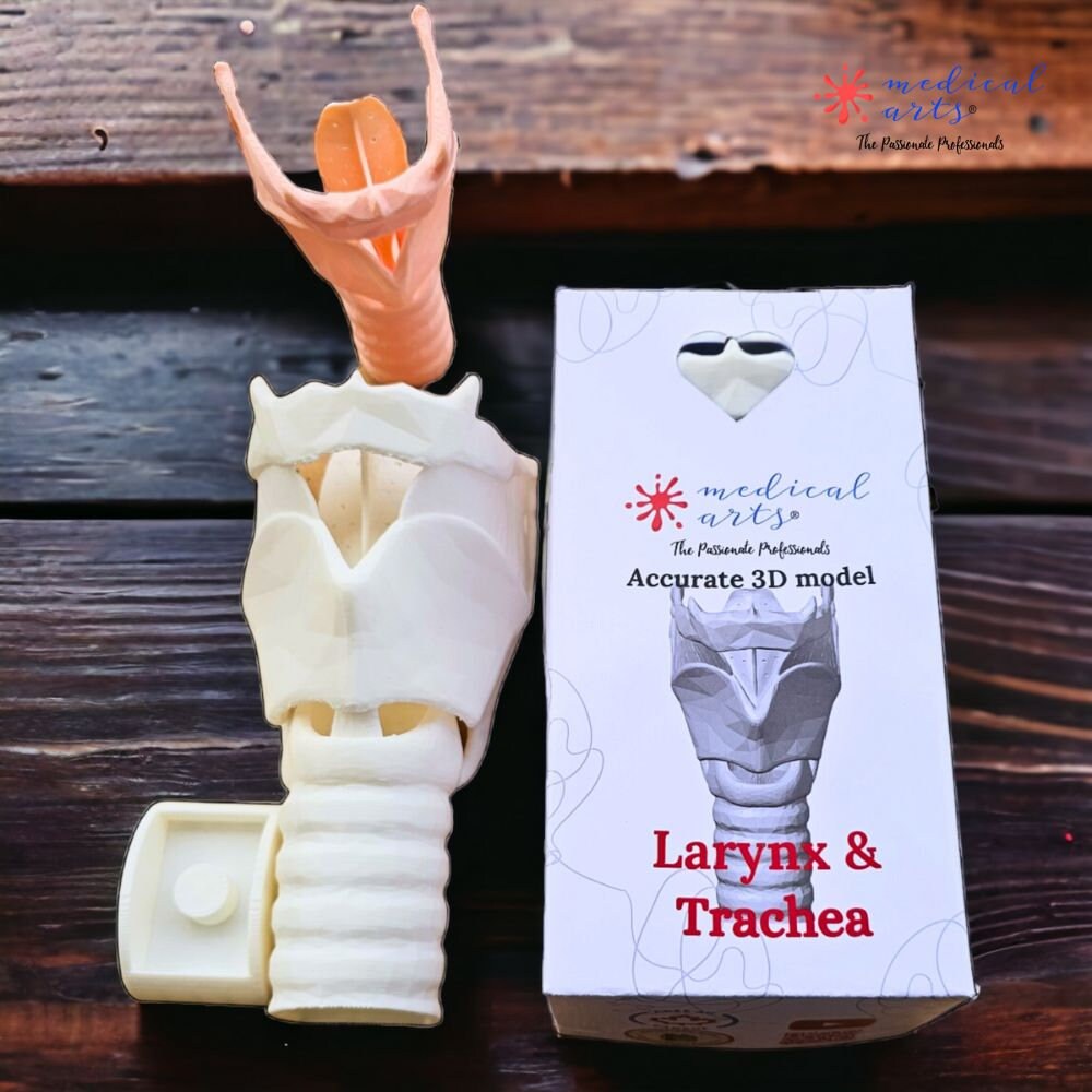 3D Larynx & Trachea Anatomy Windpipe PDF CUSTOMIZABLE BODY - Etsy