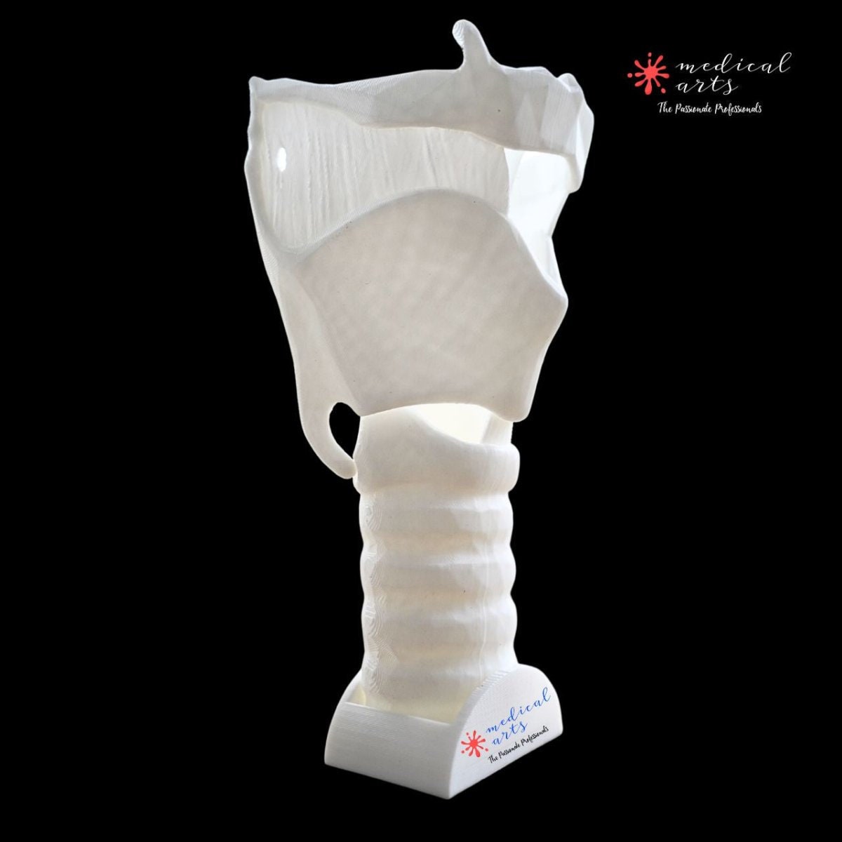 3D Larynx & Trachea Anatomy Windpipe PDF CUSTOMIZABLE BODY - Etsy
