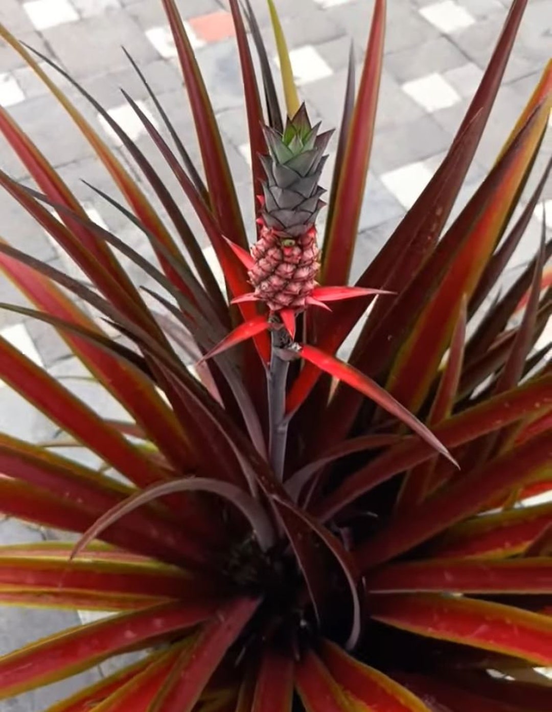 Ananas Lucidus 4 to 6 Inch Brazilian Sunset Pineapple Live Starter ...