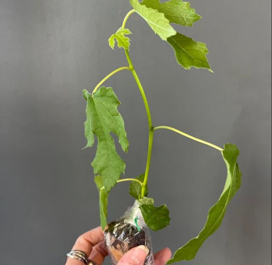 Fignomenal Fig Tree 6 to 8 Inch Dwarf Fig Tree "ficus Carica" Live ...