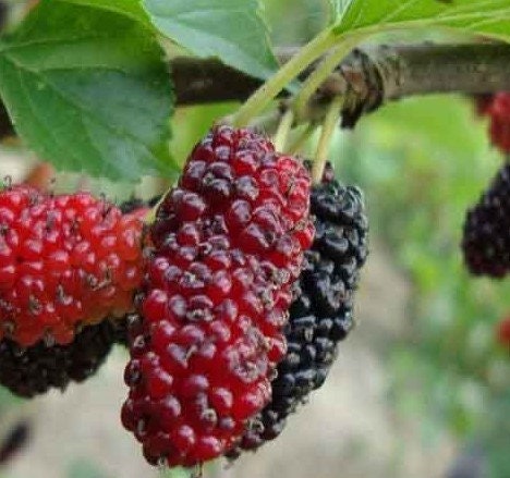 Khasiat Buah Mulberry