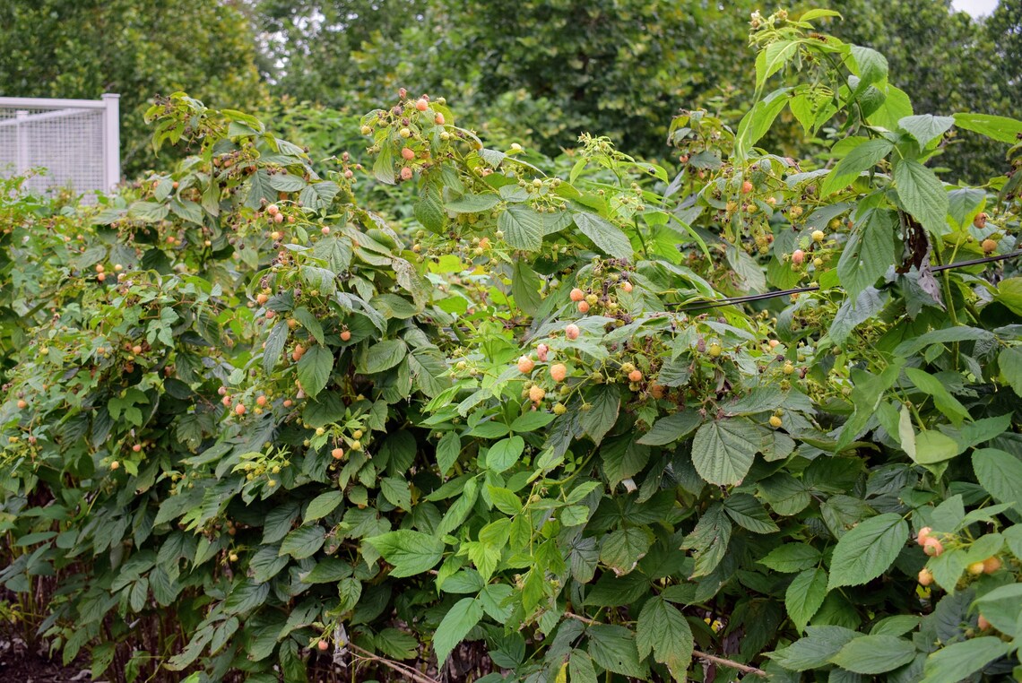 Fall Gold Raspberry 4 to 6 Inch "rubus Idaeus" Live Starter Plant - Etsy