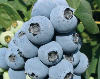 Southern Highbush Blueberry - Etsy