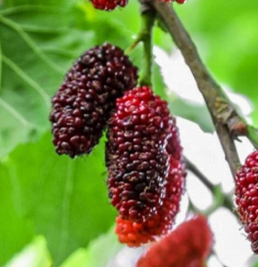 6 to 8 Inch Red Mulberry "morus Rubra" Live Starter Plant - Etsy