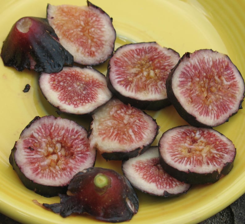Lsu Purple Fig Tree Ficus Carica Purple Fig Tree Live Plant 6 - Etsy