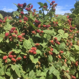 Glen Coe Raspberry 4 to 6 Inch Glencoe "rubus" Live Starter Sweet ...