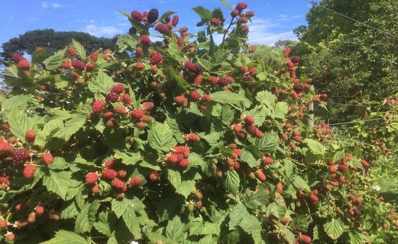 Glen Coe Raspberry 4 to 6 Inch Glencoe rubus Live - Etsy