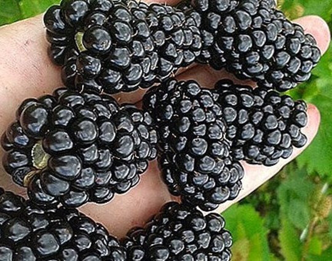 Prime-ark Freedom Blackberry 4 to 6 Inch Live Starter Plant Thornless ...