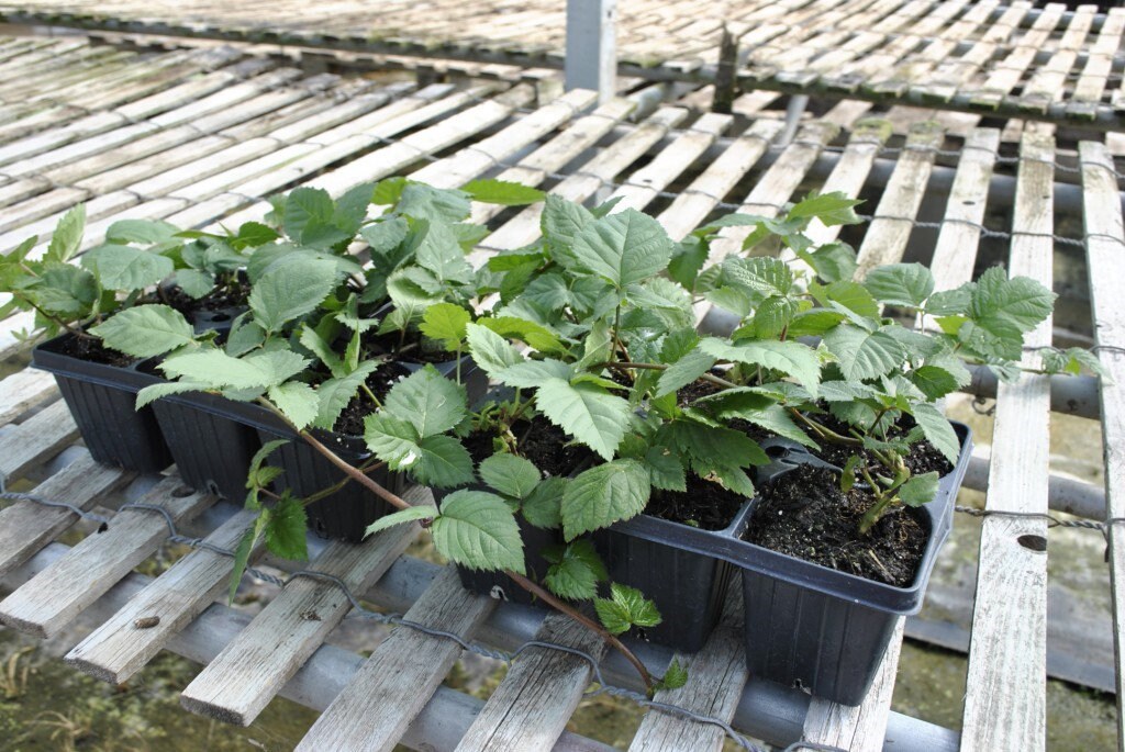 Arapaho Blackberry 4 to 6 Inch Live Plant Thornless Blackberry - Etsy