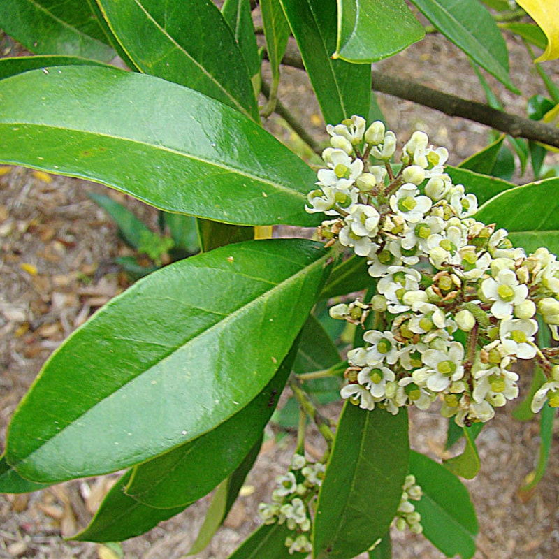 Mate Yerba Plant - Etsy