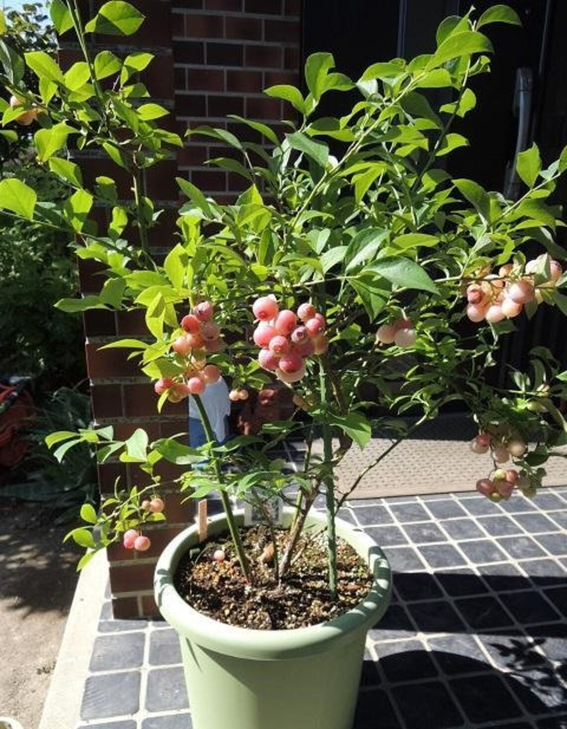 Florida Rose Blueberry 4 to 6 Inch Live Starter Plant - Etsy