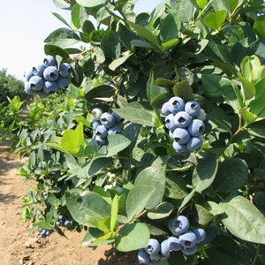 Jewel Blueberry 4 to 6 Inch Live Starter Plant Cutting Grown Blueberry ...