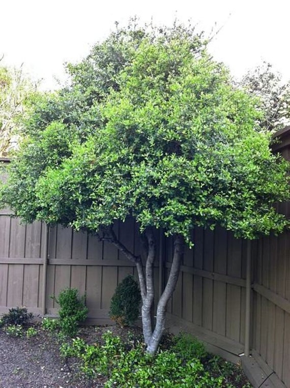 Yaupon Holly Tree Plant Of The Week: Yaupon Holly