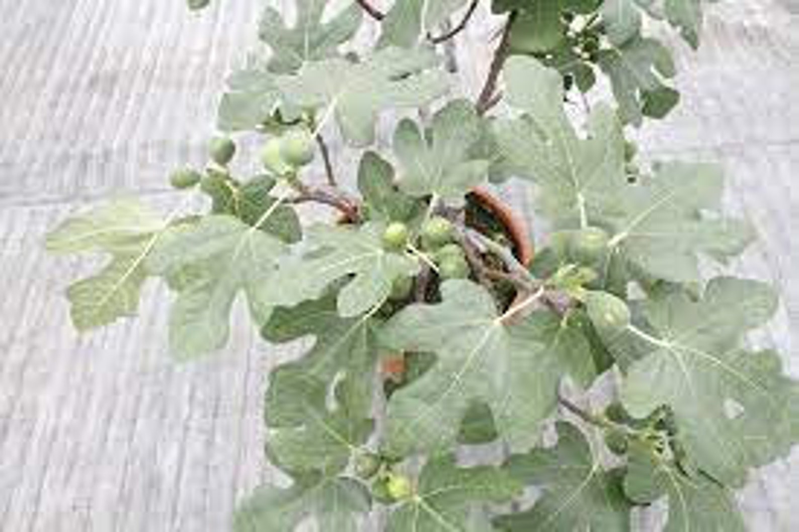 Fignomenal Fig Tree 6 to 8 Inch Dwarf Fig Tree ficus - Etsy