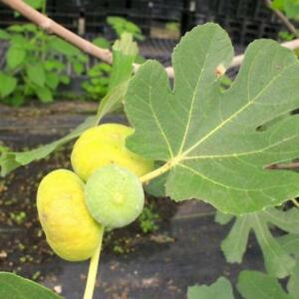 LSU Gold Fig Tree Ficus Carica Louisian Gold Fig Tree Live Plant 6 to 8 ...