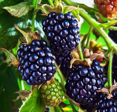 Arapaho Blackberry 4 to 6 Inch Live Plant Thornless Blackberry - Etsy