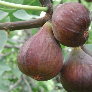 Celeste Fig "ficus Carica" 6 to 8 Inch Sweet as Sugar Fig Starter Plant ...