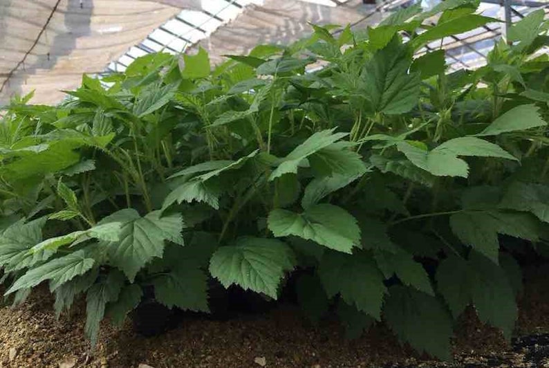 Glen Coe Raspberry 4 to 6 Inch Glencoe rubus Live - Etsy