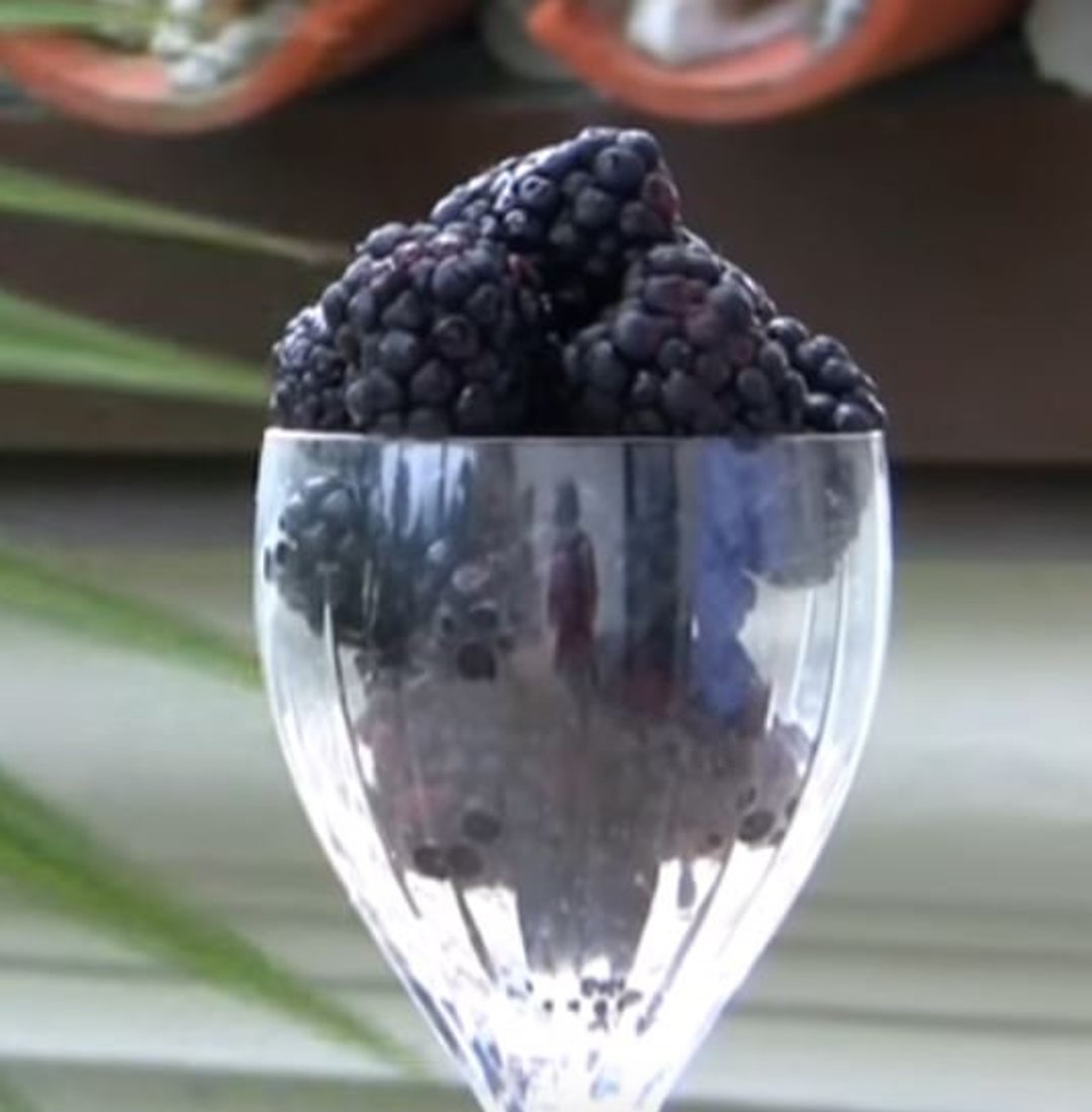 Arapaho Blackberry 4 to 6 Inch Live Plant Thornless Blackberry - Etsy