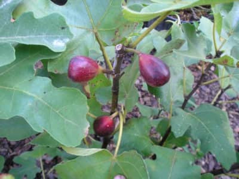 Lsu Purple Fig Tree Ficus Carica Purple Fig Tree Live Plant 6 - Etsy
