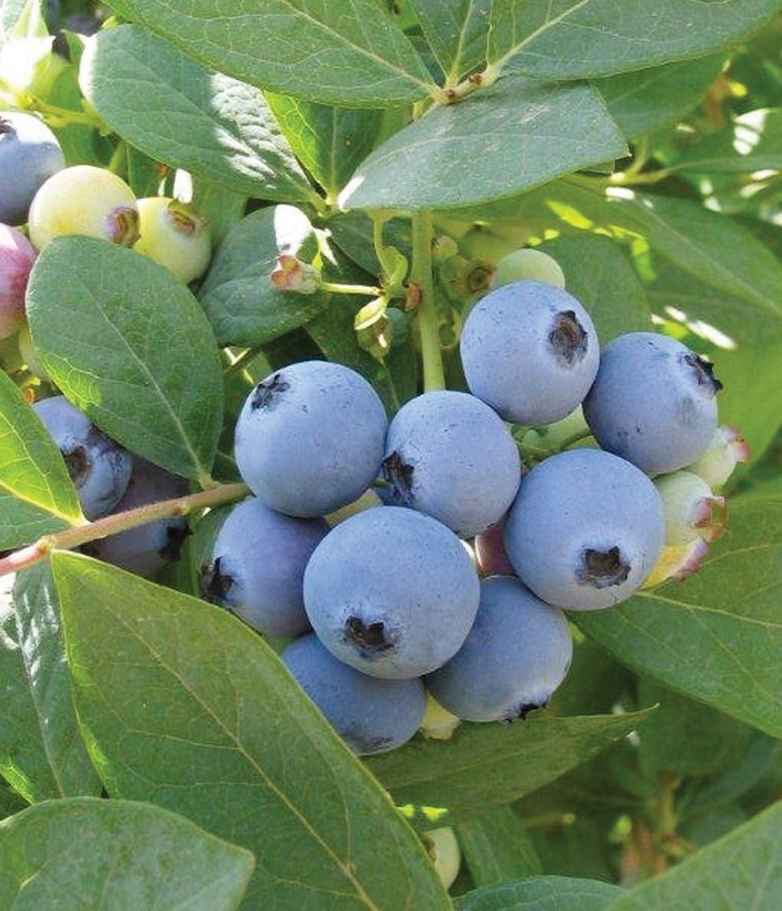 Jewel Blueberry 4 to 6 Inch Live Starter Plant Cutting Grown Blueberry ...