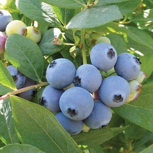 Jewel Blueberry 4 to 6 Inch Live Starter Plant Cutting Grown Blueberry ...