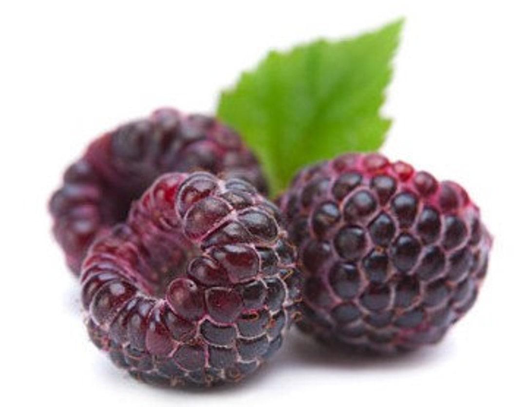 Glen Coe Raspberry 4 to 6 Inch Glencoe "rubus" Live Starter Sweet ...