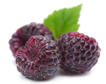 Raspberry Plant - Etsy