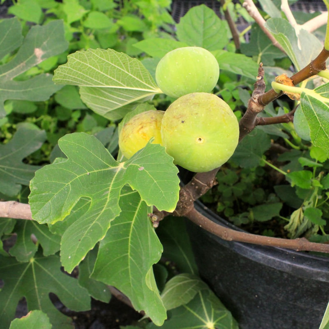 LSU Gold Fig Tree Ficus Carica Louisian Gold Fig Tree Live Plant 6 to 8 ...