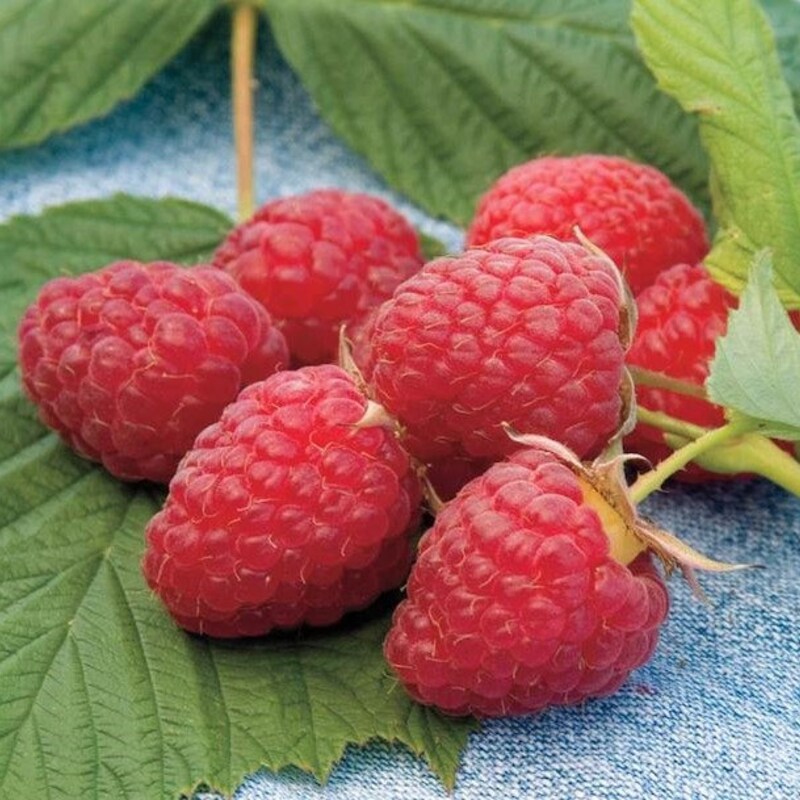 Raspberry Red - Etsy